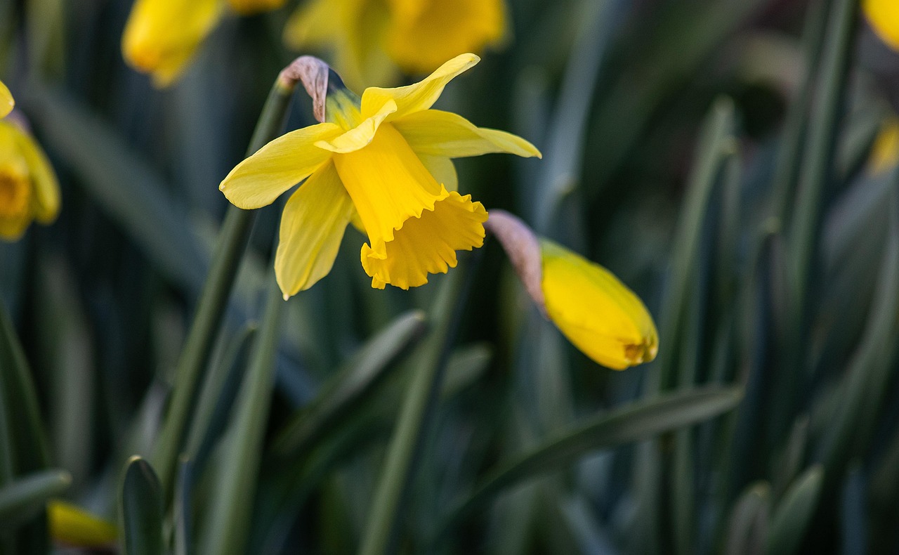 Gele Narcis Paasklok Sierplant - Gratis foto op Pixabay - Pixabay