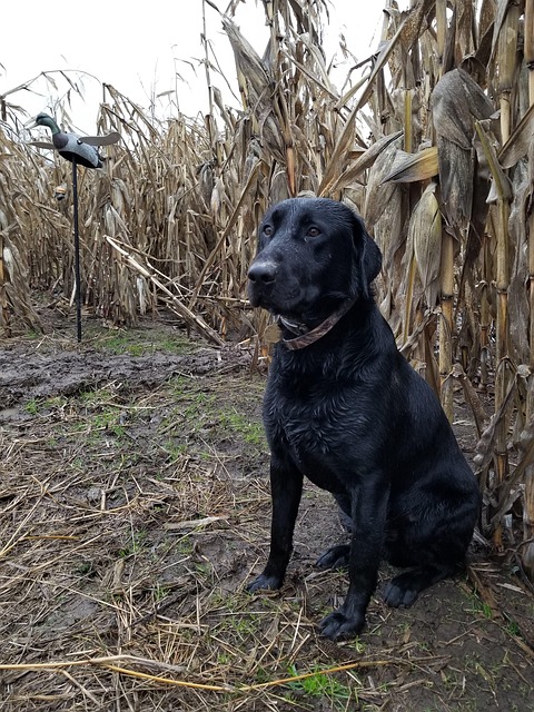 Labrador Retriever Waterfowl - Free photo on Pixabay - Pixabay