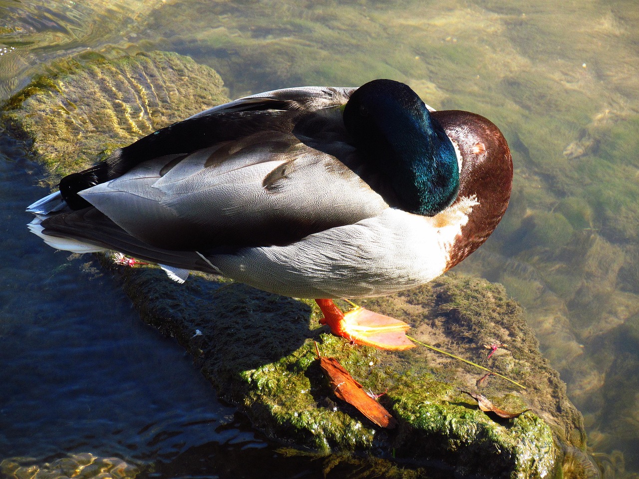 Brook Duck Wild Boar - Free photo on Pixabay - Pixabay