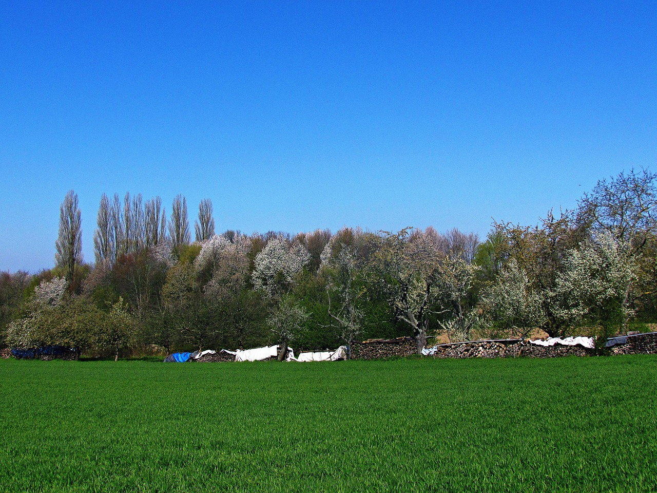 Spring Green Freshness - Free photo on Pixabay