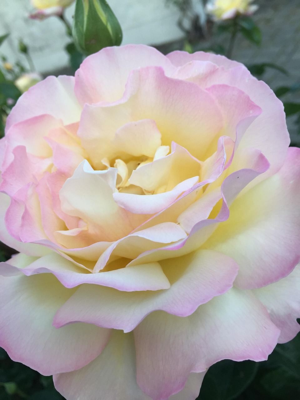 Rose Fleur Blanche - Photo gratuite sur Pixabay - Pixabay