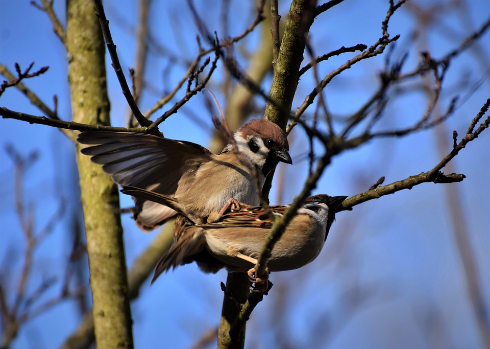 Sparrow Sperling Bird Little - Free photo on Pixabay - Pixabay