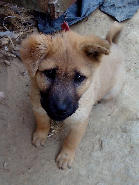 Dog Country Chinese Rural - Free photo on Pixabay - Pixabay