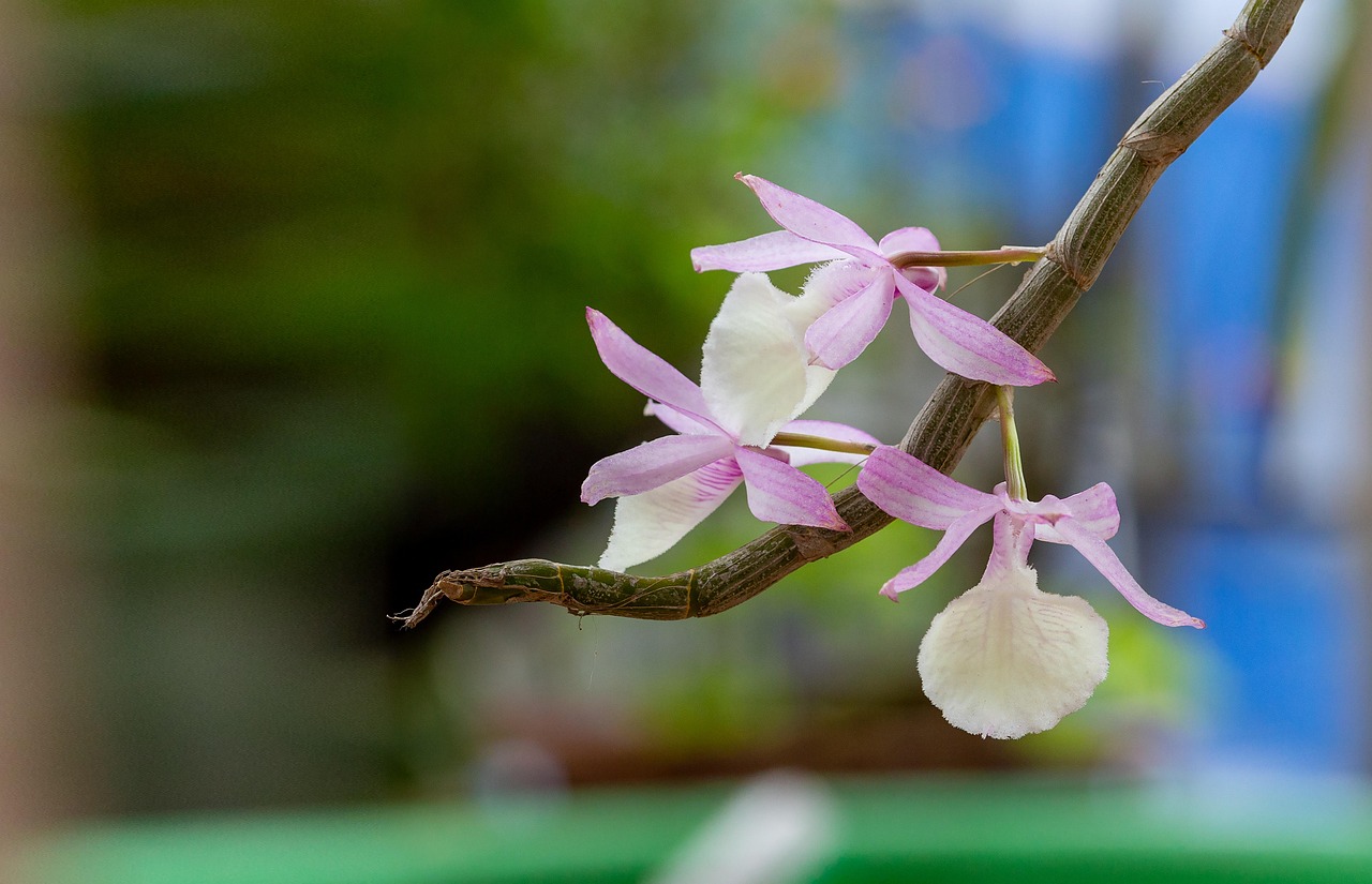 Hoang Thao Anggrek Bunga - Foto gratis di Pixabay - Pixabay