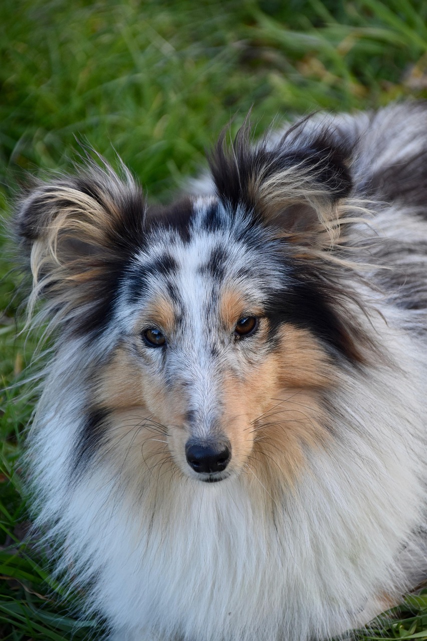 Dog Shetland Sheepdog Young - Free photo on Pixabay - Pixabay