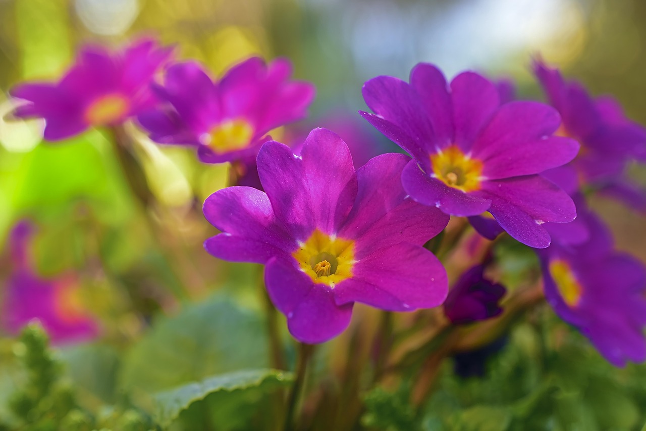 400,000+ Free Primrose Flowers & Primrose Images - Pixabay