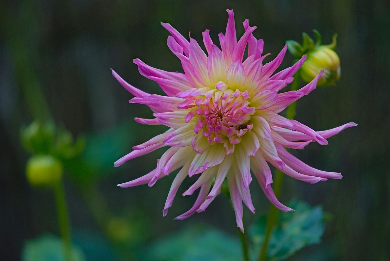 Fleurs Cour Fleur Le - Photo gratuite sur Pixabay - Pixabay