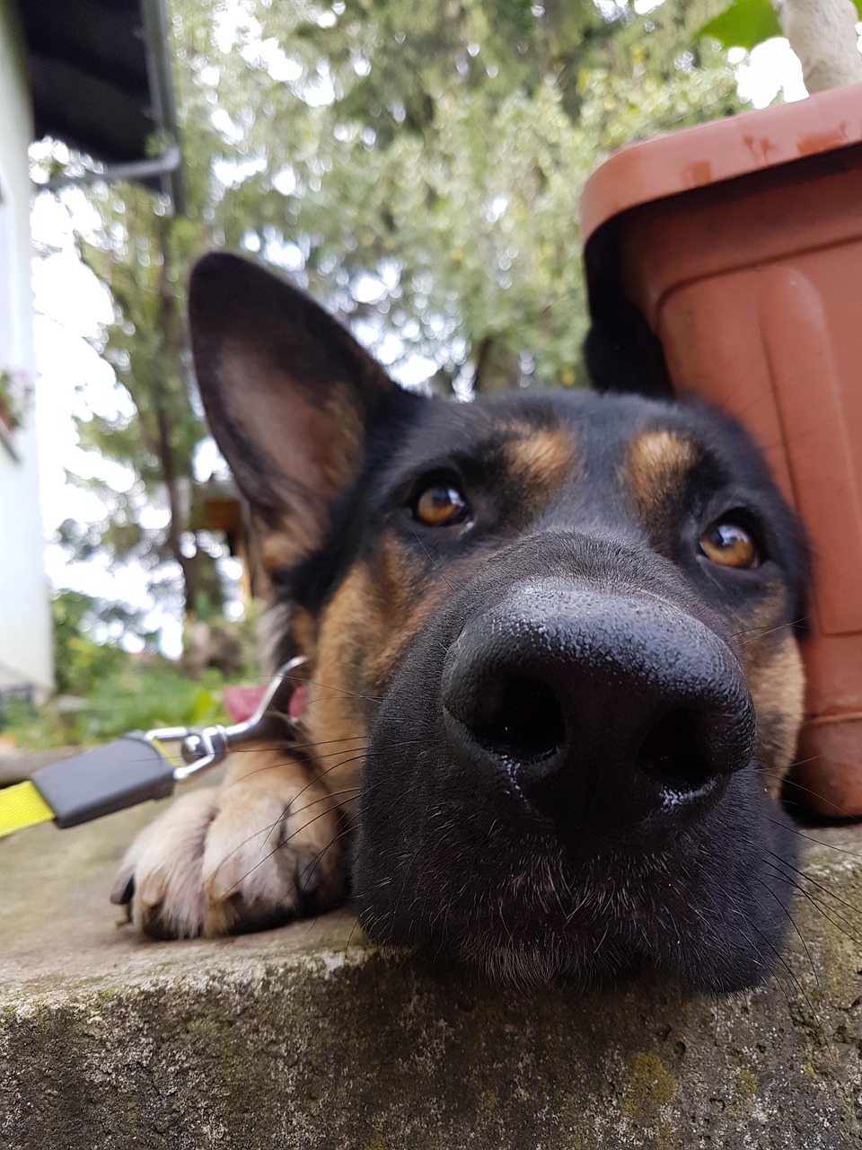 Chien Happy Dog De La Langue - Photo gratuite sur Pixabay - Pixabay