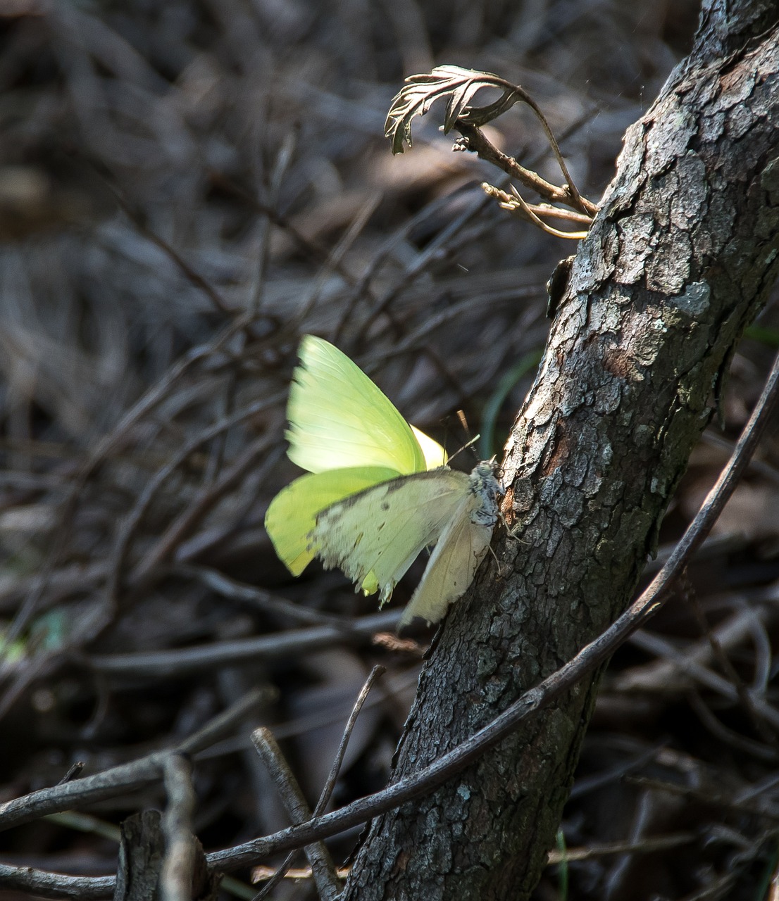 Papillons Insectes Accouplement - Photo gratuite sur Pixabay - Pixabay