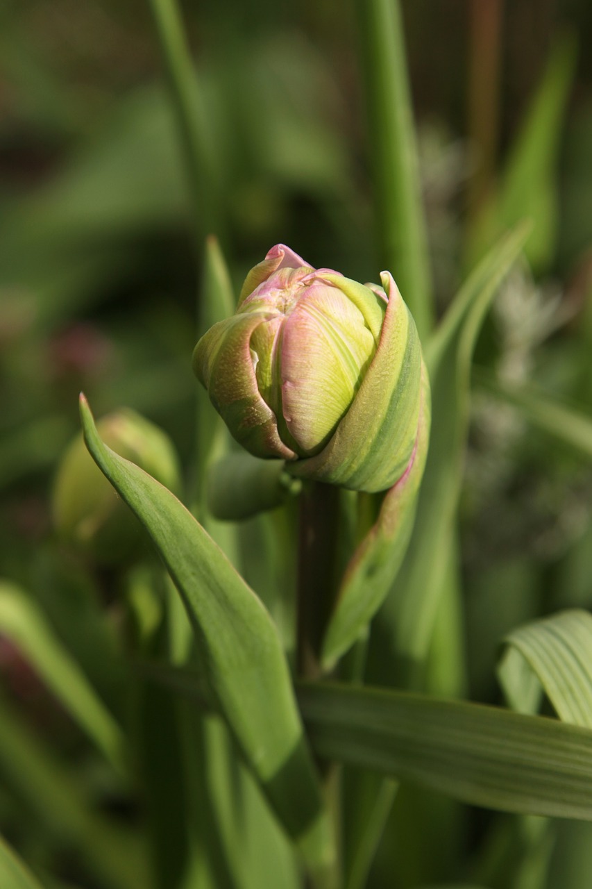 Tulipa Jardim Primavera - Foto gratuita no Pixabay - Pixabay