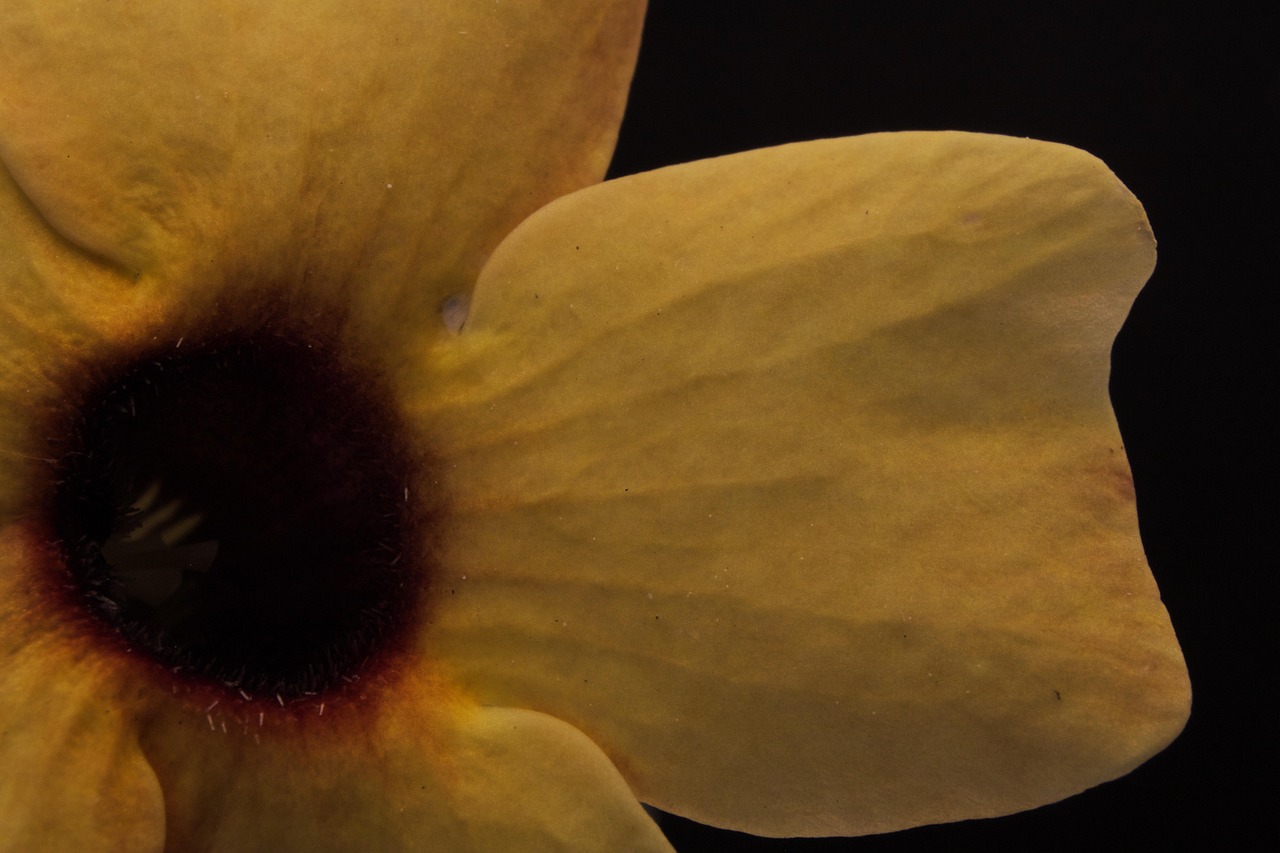 Flower Petal Stem - Free photo on Pixabay