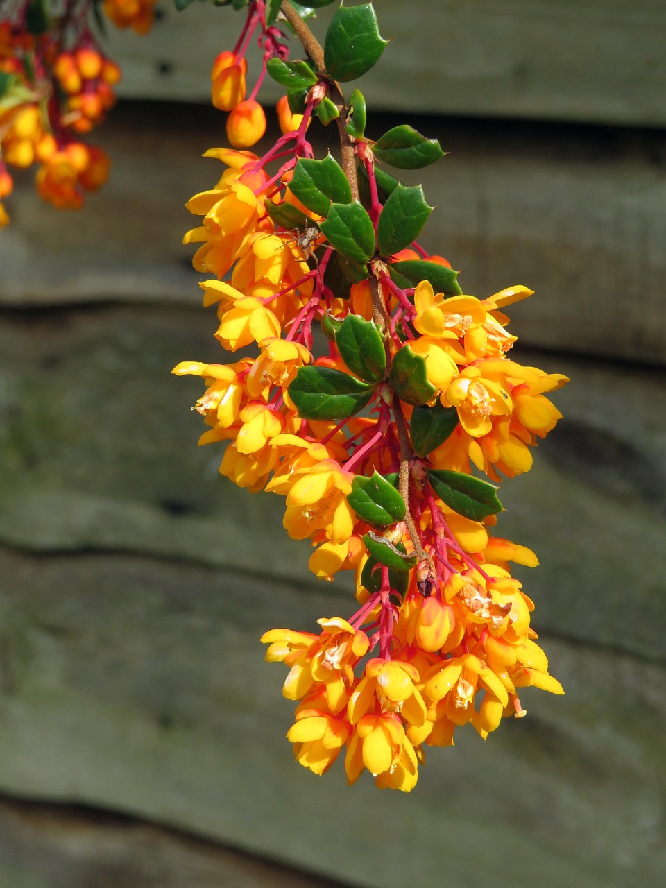 Naranja Flor Berberis - Foto gratis en Pixabay