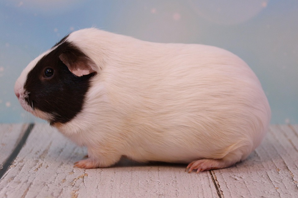 Guinea Pig Rodent Domestic Animal - Free photo on Pixabay - Pixabay
