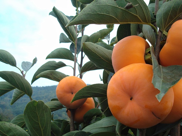 Persimmon Fruits Fruit - Free photo on Pixabay - Pixabay