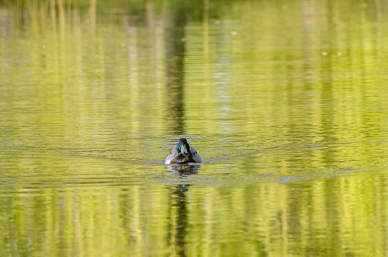 Canard Mare Reflet - Photo gratuite sur Pixabay - Pixabay