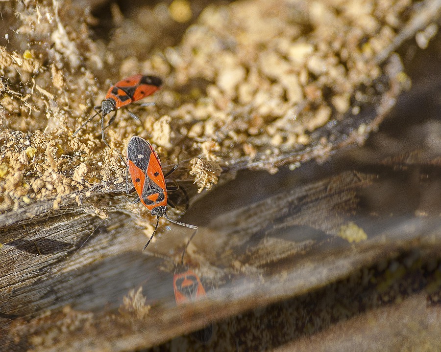 Pyrrhocore Pyrrhocoris Apterus - Free photo on Pixabay