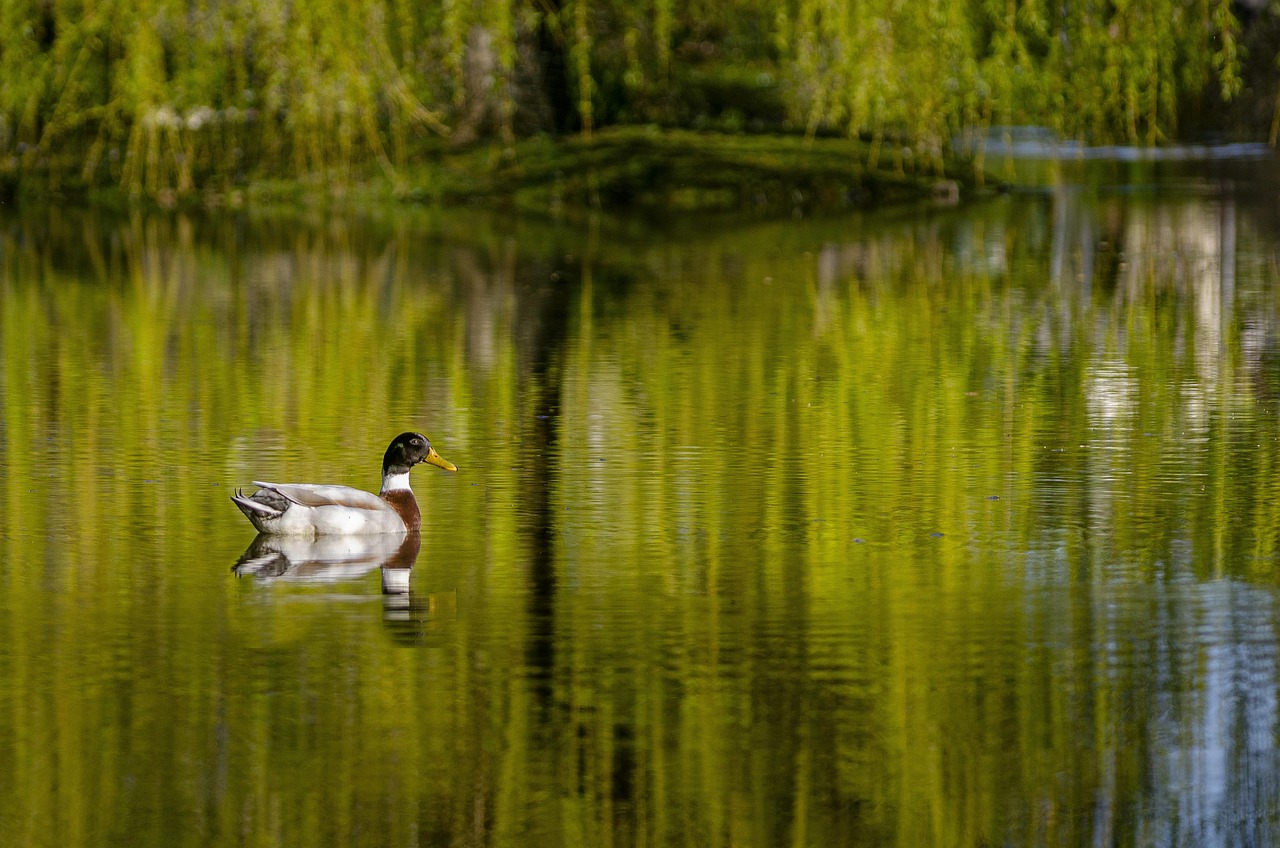 Anka Mare Reflexion - Gratis foto på Pixabay - Pixabay