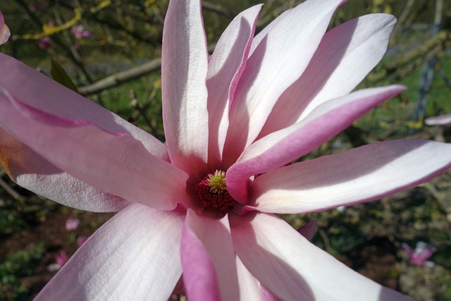 Magnolia Kukka Violetti - Ilmainen valokuva Pixabayssa - Pixabay