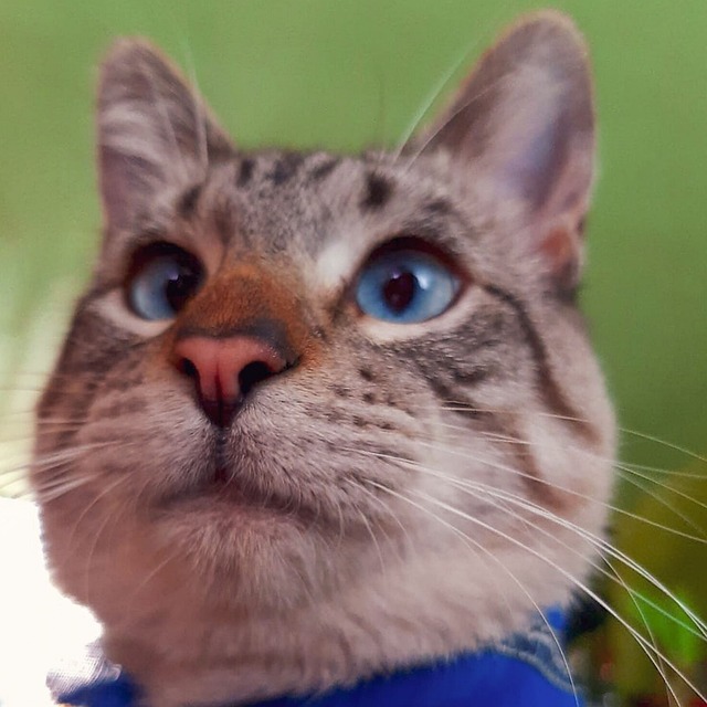 Gato Cute Cat Pequeno - Foto gratuita no Pixabay - Pixabay