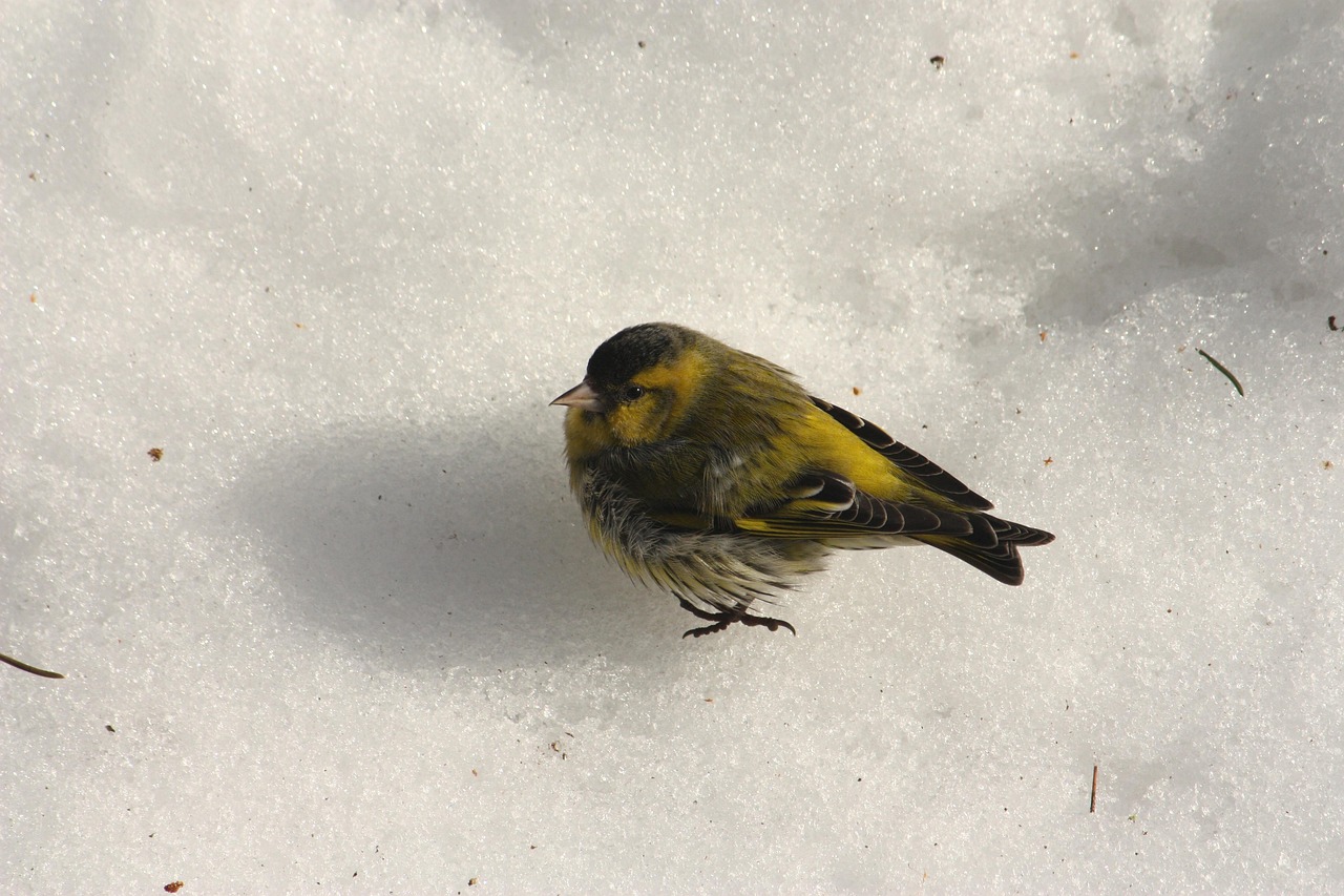 Tarin Of The Alders Bird Snow - Free photo on Pixabay - Pixabay