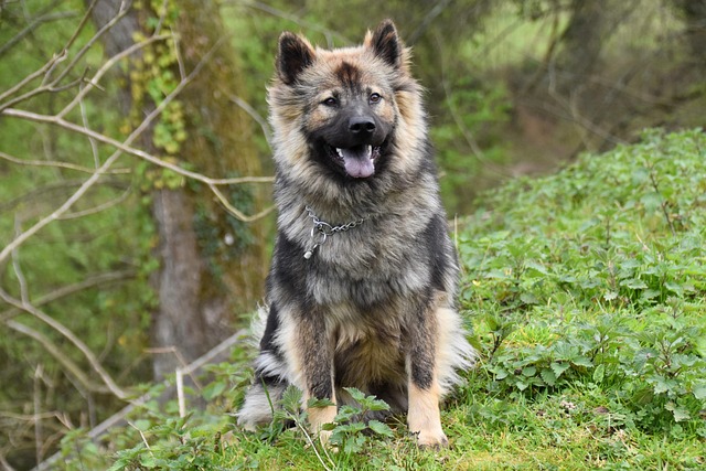 Perro Retrato De - Foto gratis en Pixabay - Pixabay