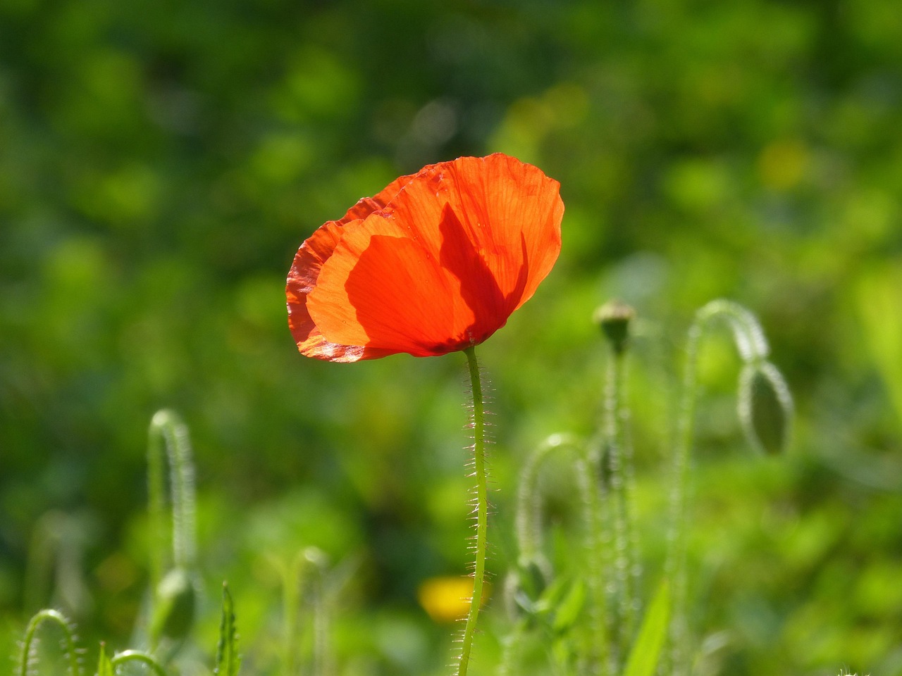 Poppy Ababol Rosella - Gratis foto på Pixabay - Pixabay