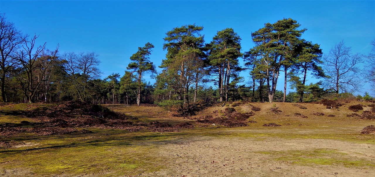 Landscape Heather Nature Reserve - Free photo on Pixabay - Pixabay