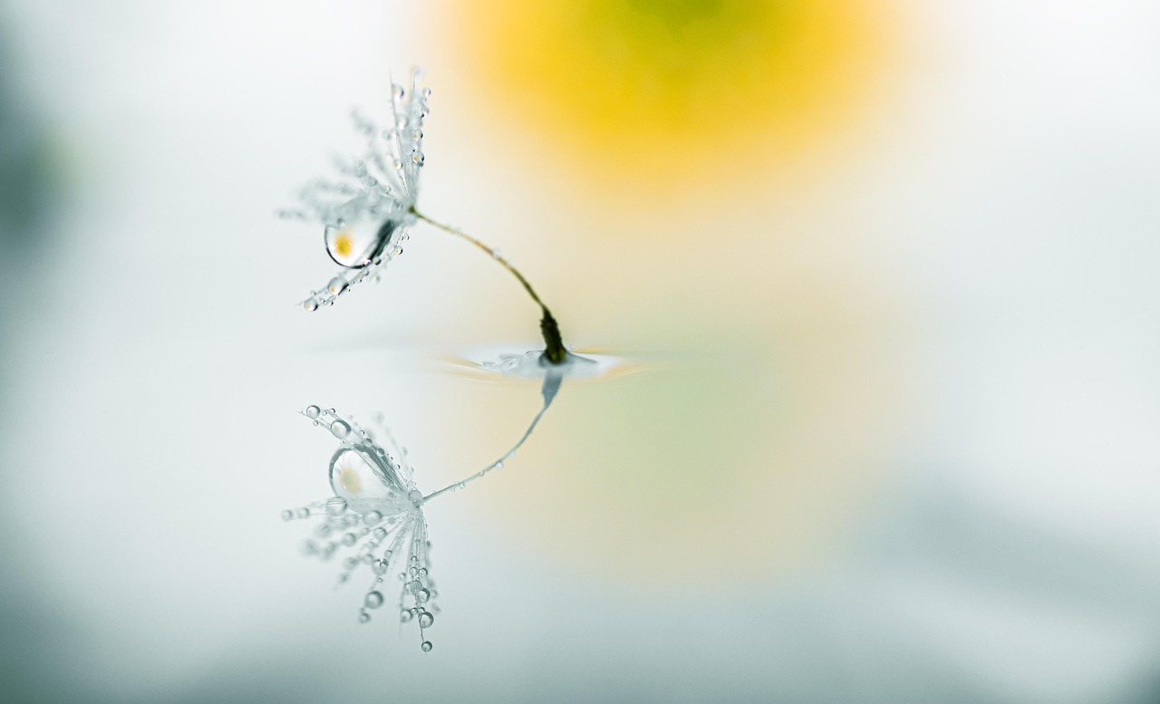 Dandelion Drops Reflection - Free photo on Pixabay