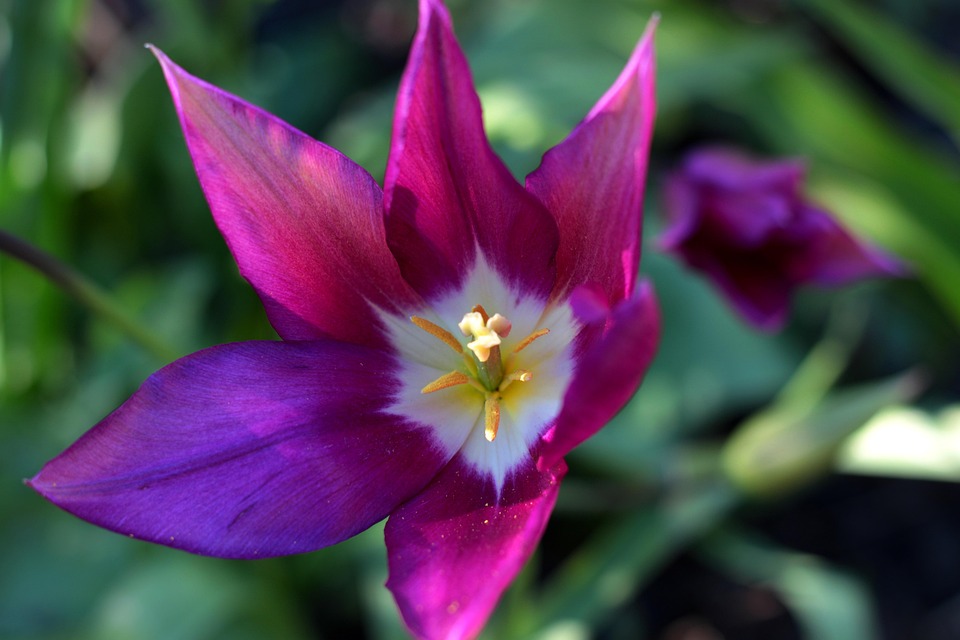 Tulipa Purple Dream Tulip - Free photo on Pixabay