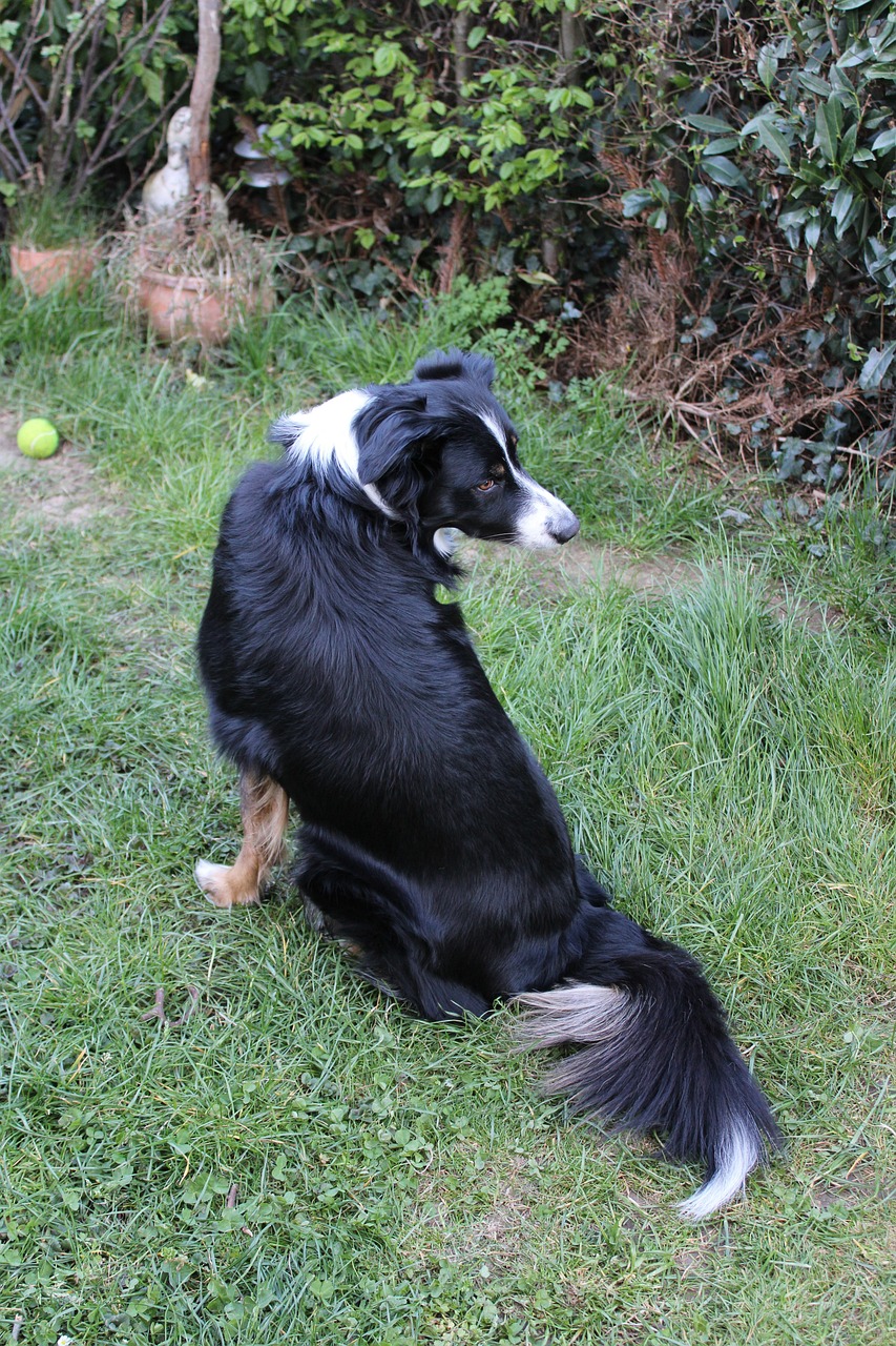 Câine Border Collie Animal De - Fotografie gratuită pe Pixabay - Pixabay