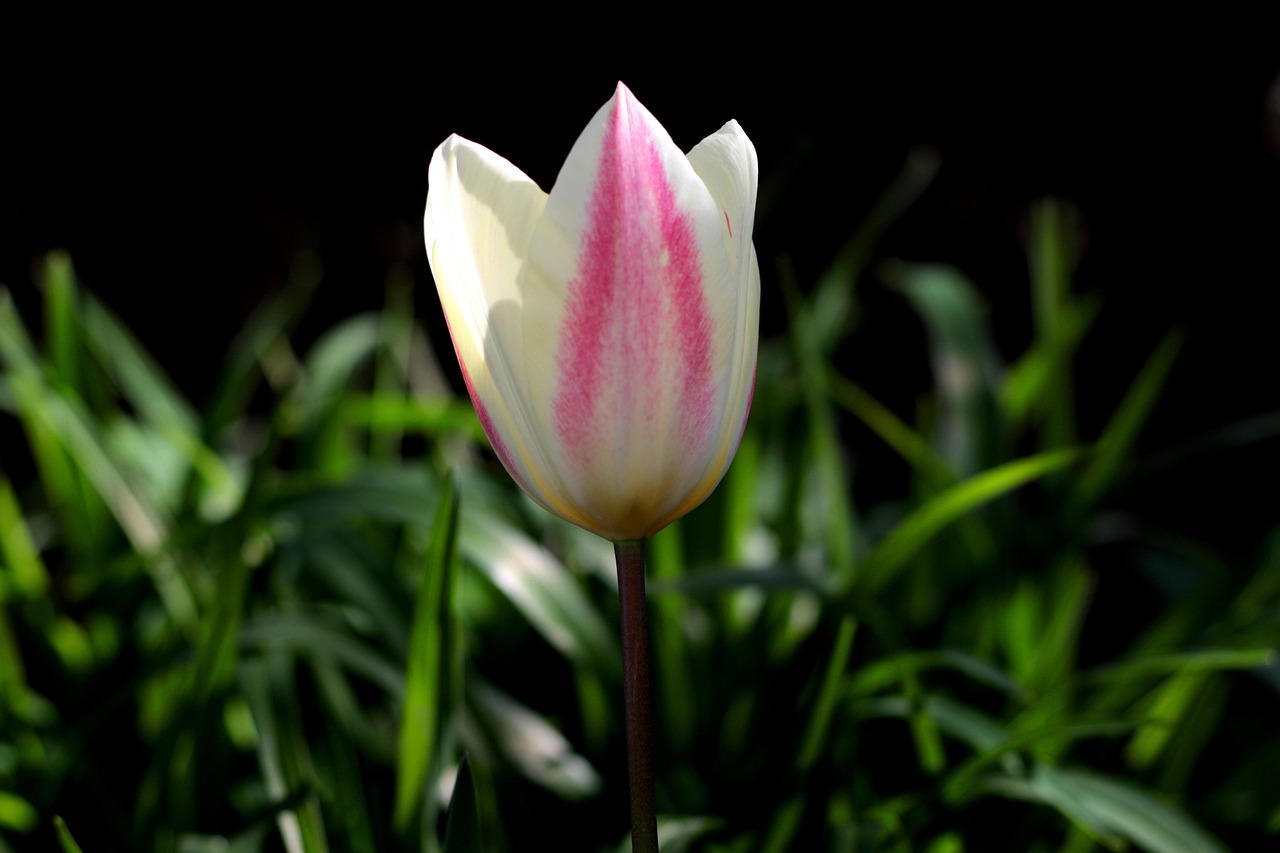 Tulipa Fostestiana Purissima - Free photo on Pixabay - Pixabay