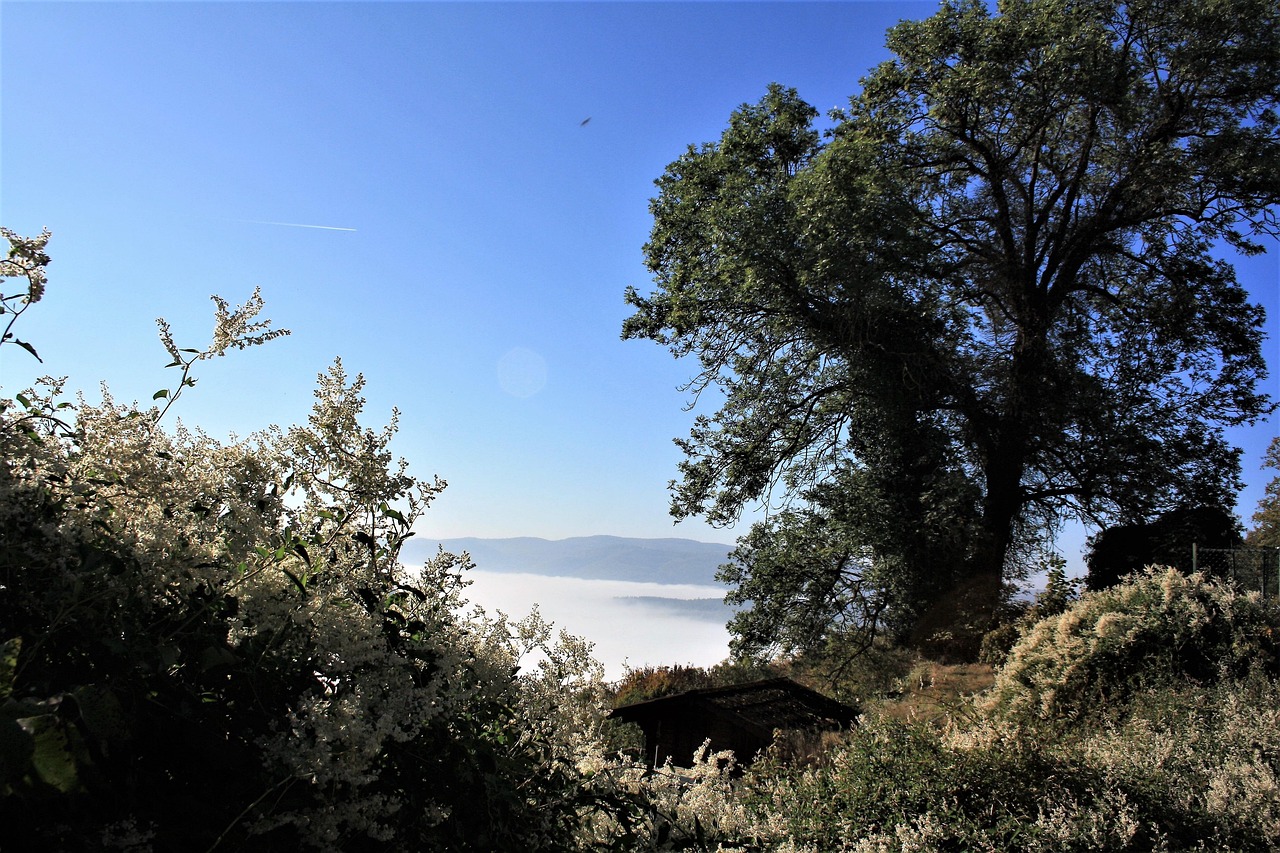 Panorama Paraíso Flores - Foto gratuita no Pixabay - Pixabay