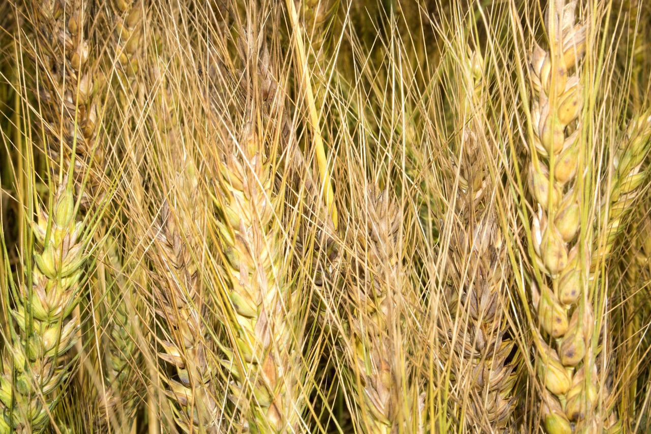 Wheat Grain Crop - Free photo on Pixabay - Pixabay