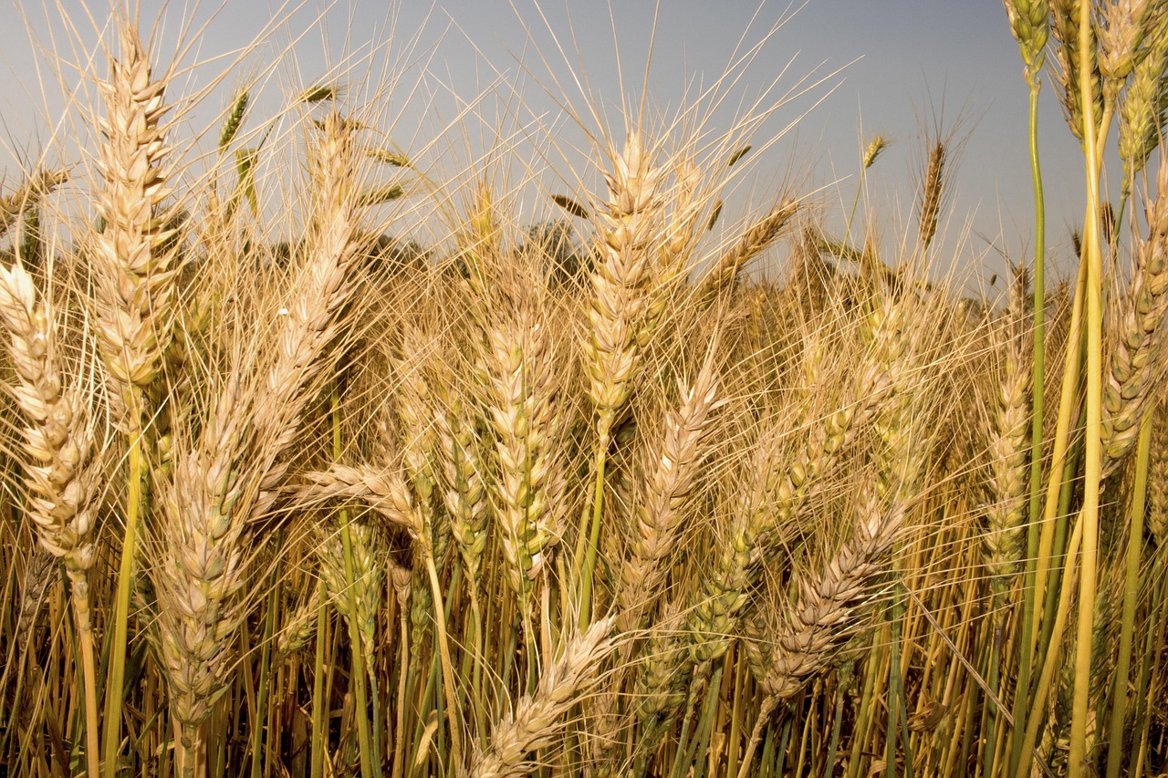 8,000+ Free Whole-Wheat Flour & Flour Photos - Pixabay