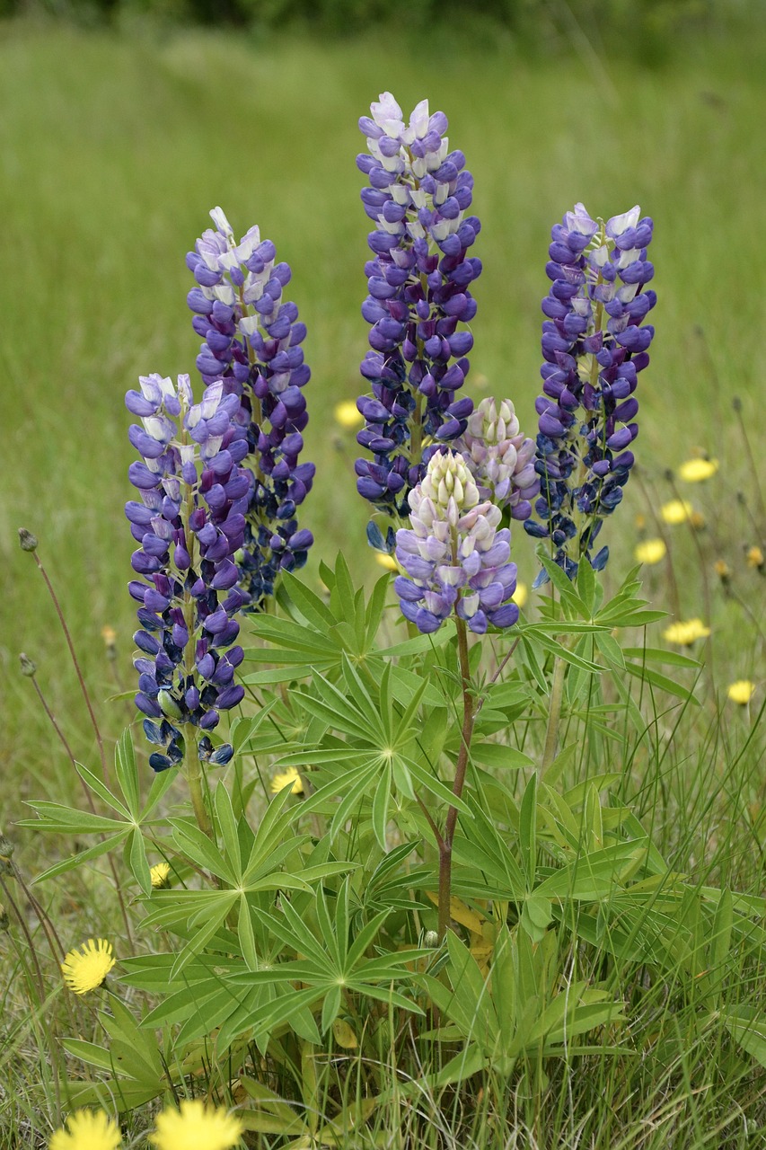 Lapangan Lupin Selandia Baru - Foto gratis di Pixabay - Pixabay