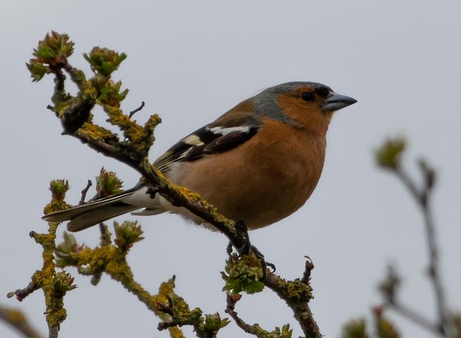 200+ Free Chaffinch & Bird Images - Pixabay