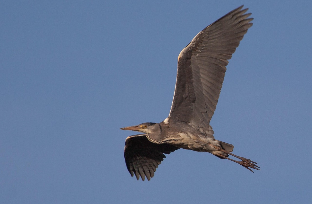 Heron Flying Grey - Free photo on Pixabay