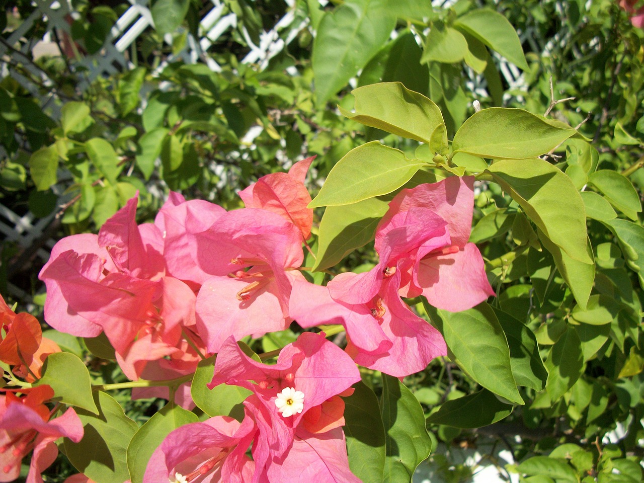 Flores Rosadas Galveston - Foto gratis en Pixabay - Pixabay