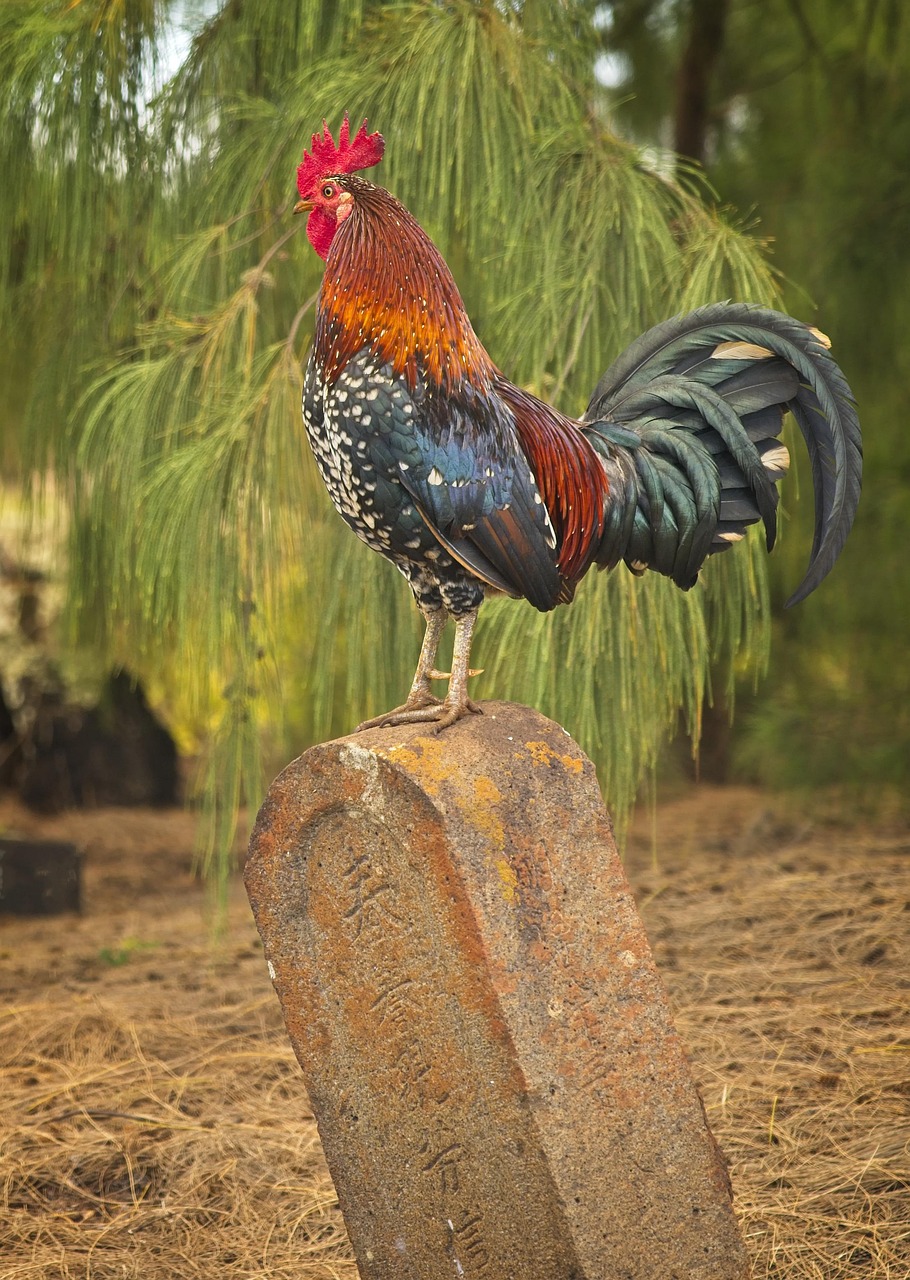 Rooster Cock Male Free Photo On Pixabay Pixabay Rooster Cock Male Free Photo On Pixabay Pixabay