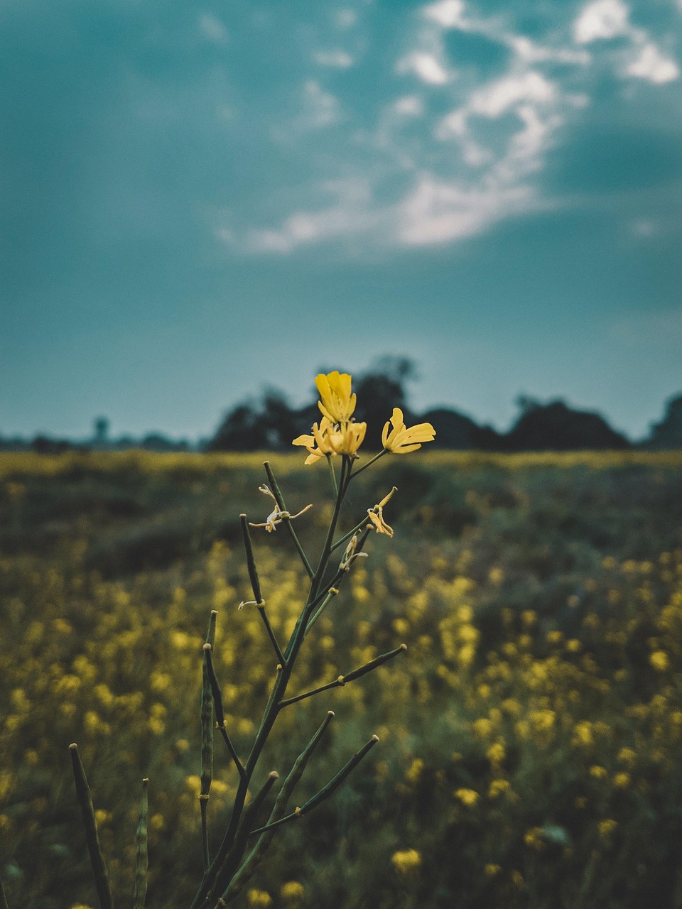 Yellow Flowers Fields Meadow - Free photo on Pixabay - Pixabay