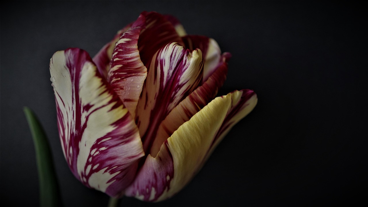 Blomster Billeder Tulipan Baggrunde