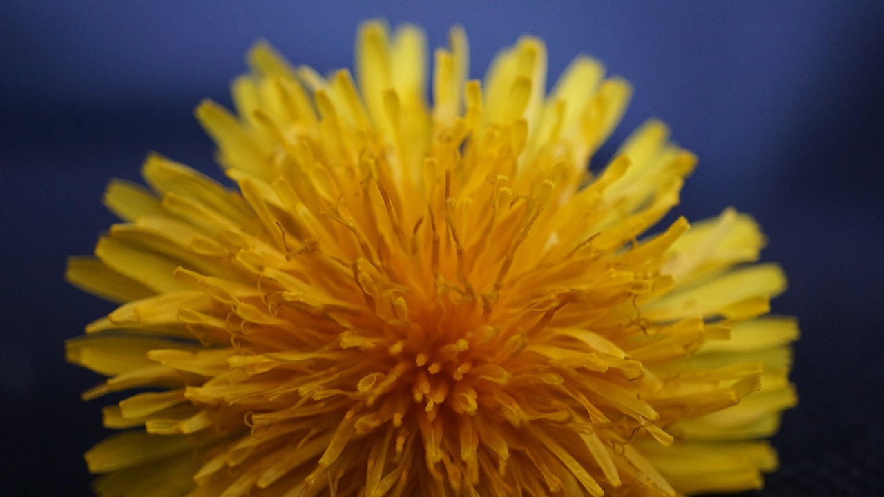 Diente De León Antecedentes Flor - Foto gratis en Pixabay - Pixabay