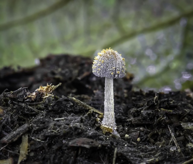 Champignons Champignon Tout Petit - Photo gratuite sur Pixabay - Pixabay