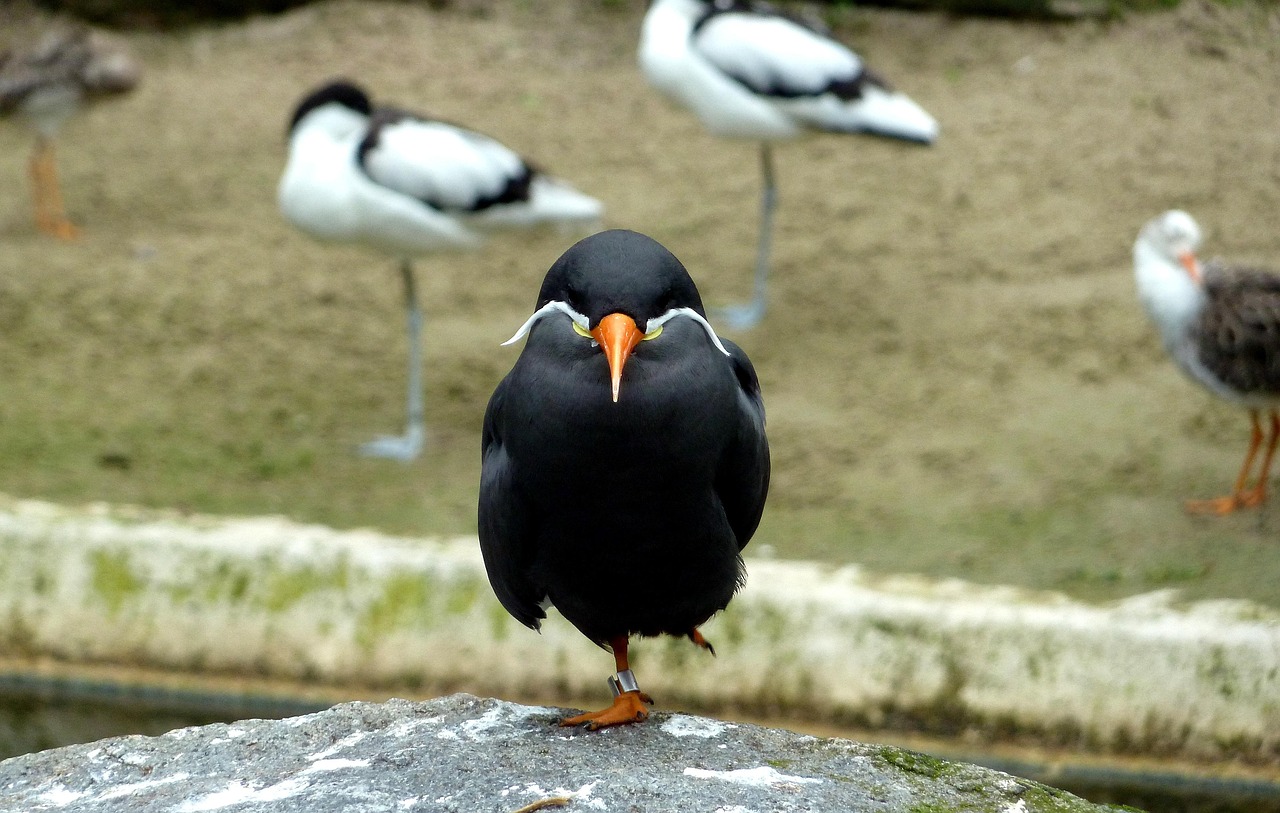 100,000+ Free Vogel & Bird Images - Pixabay