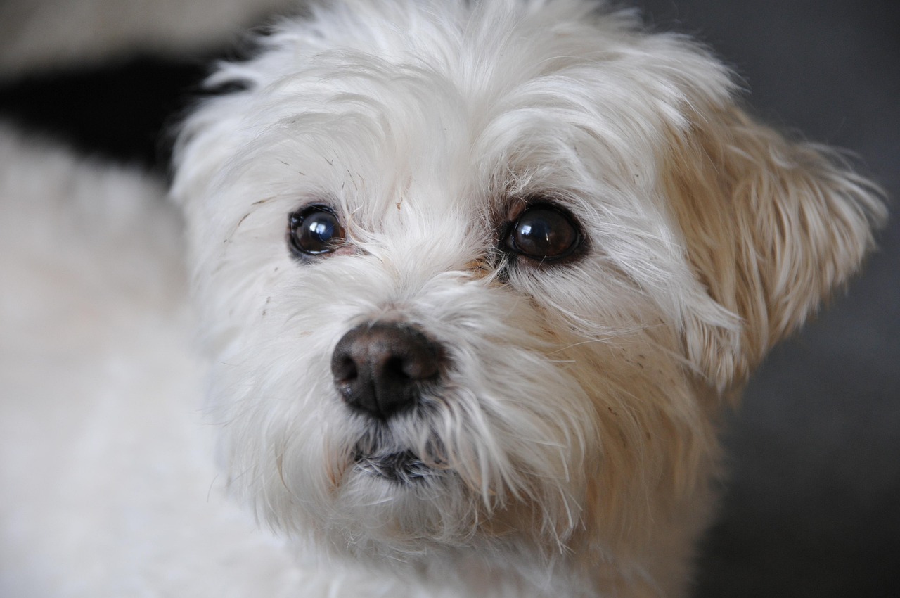 Dog White Domestic Animal - Free photo on Pixabay - Pixabay