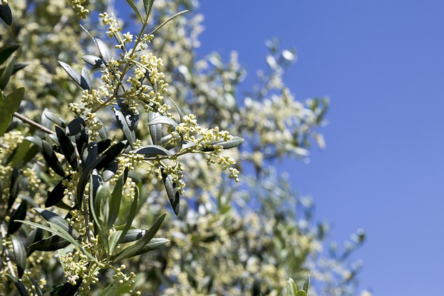 Olive Fiore Natura - Foto gratis su Pixabay - Pixabay