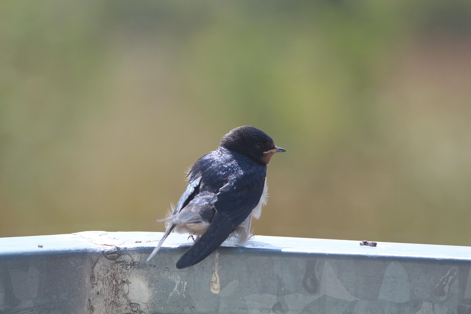 Schwalbe Jungvogel Tier - Kostenloses Foto auf Pixabay - Pixabay