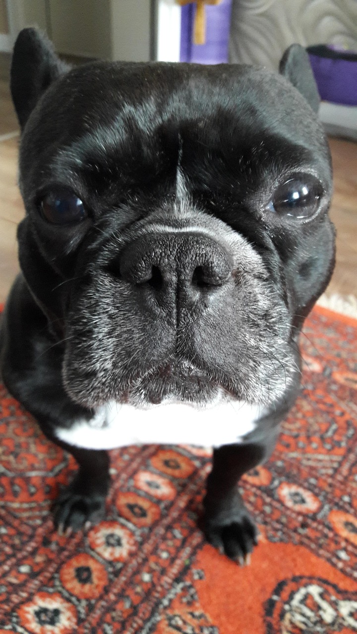 Bulldog Francês Cachorro Cara De - Foto gratuita no Pixabay - Pixabay