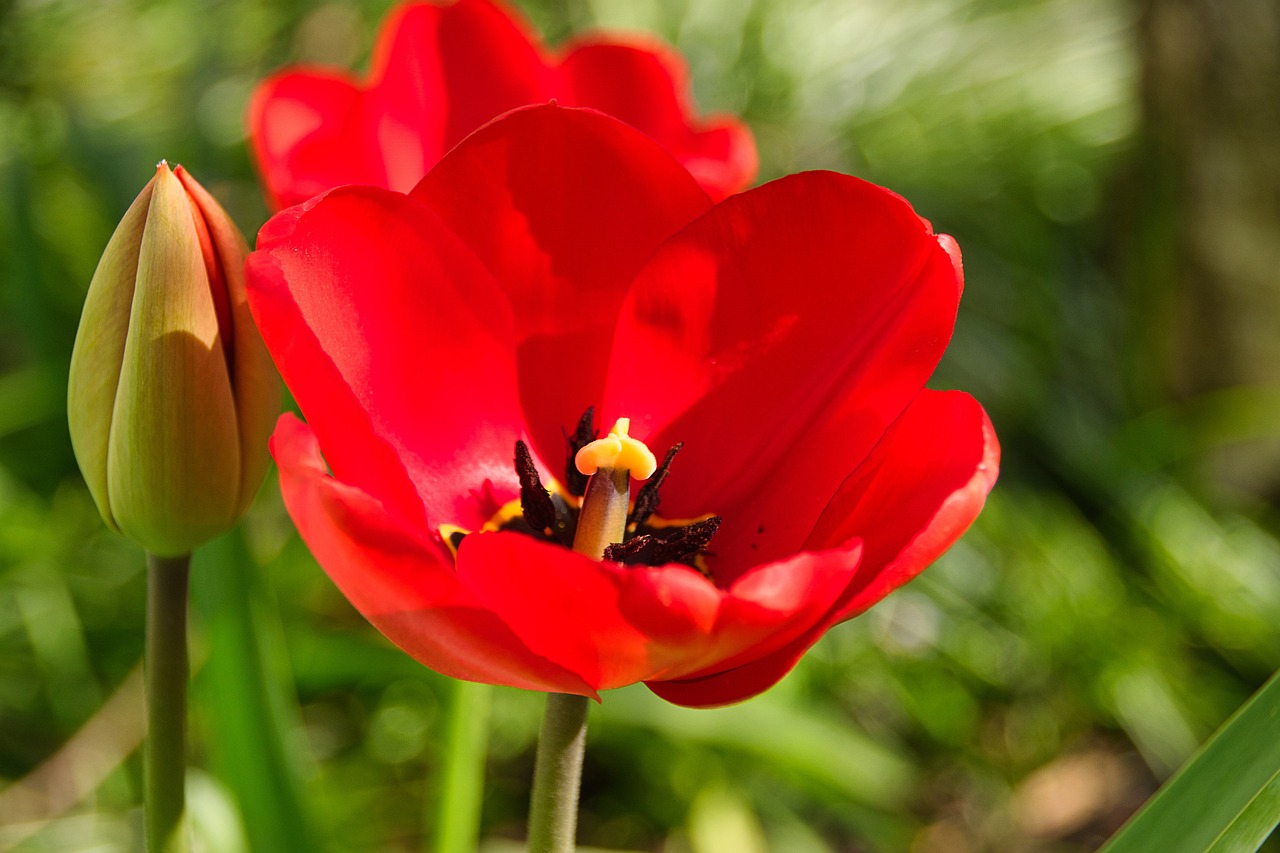 Tulip Red Blossom - Free photo on Pixabay