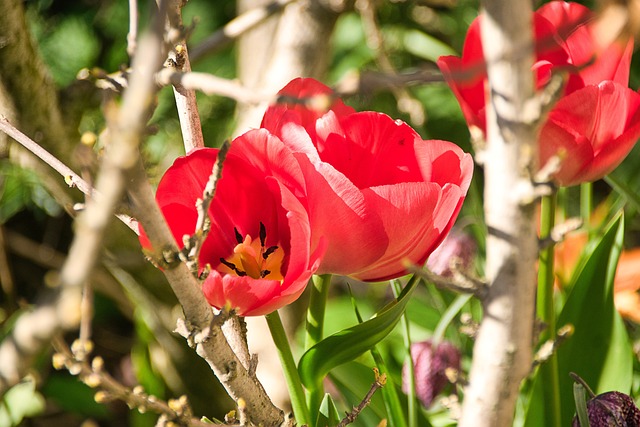 Lalea Roșu Floare - Fotografie gratuită pe Pixabay - Pixabay